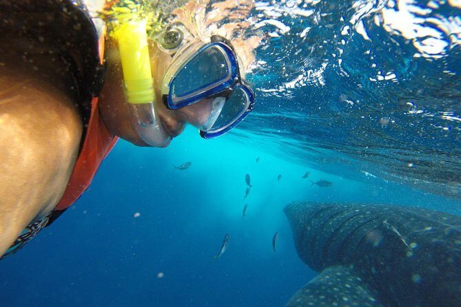 Half Day Whale Shark Tour From Playa del Carmen - What to Expect at Each Stop