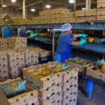 Hali'imaile: Pineapple Farm Tour - The Itinerary: What to Expect