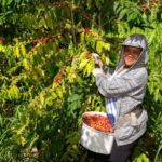 Hawaii: Hala Tree Coffee Farm Tour and Tasting - Who This Tour Is Best For