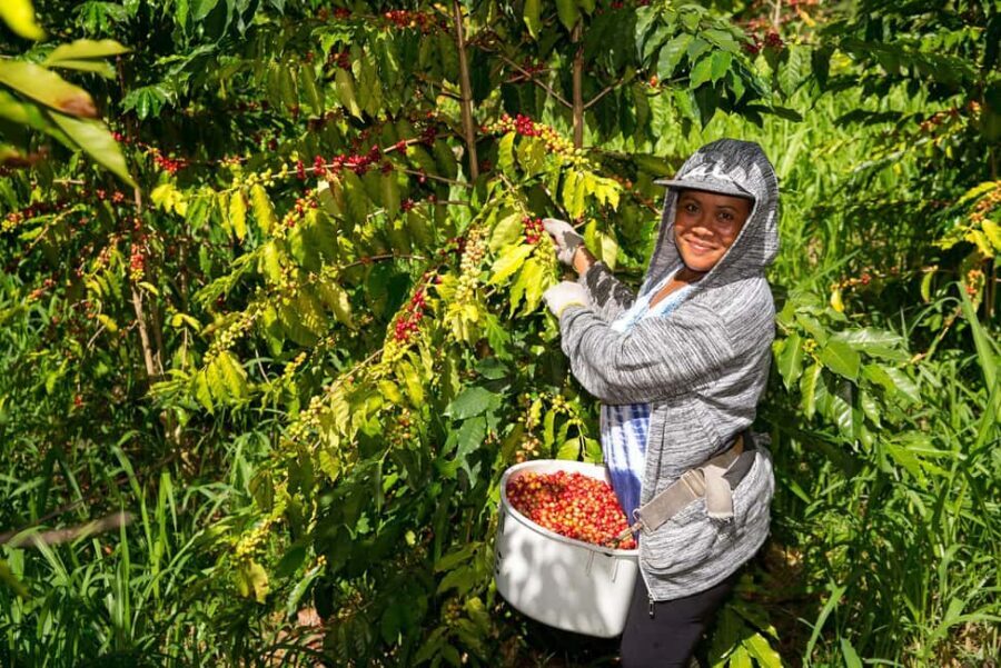 Hawaii: Hala Tree Coffee Farm Tour and Tasting - Who This Tour Is Best For
