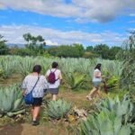 Hierve el agua: A Day of Adventure, Culture, and Flavor - Practical Details and Value