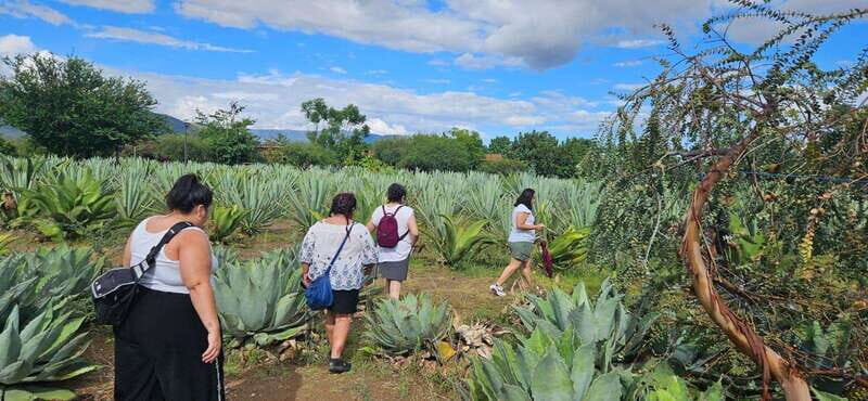 Hierve el agua: A Day of Adventure, Culture, and Flavor - Practical Details and Value