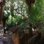 Hiking to Desert Palm Oases of San Carlos with a Biologist - Authenticity and Expert Guidance