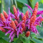 Hilo: Gardens, Waterfalls & Farmers Market Shore Excursion - What Makes This Tour Stand Out?