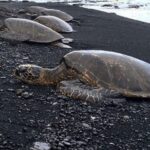 Hilo: Sea Turtle Lagoon and Black Sand Beach Snorkel - The Itinerary in Detail