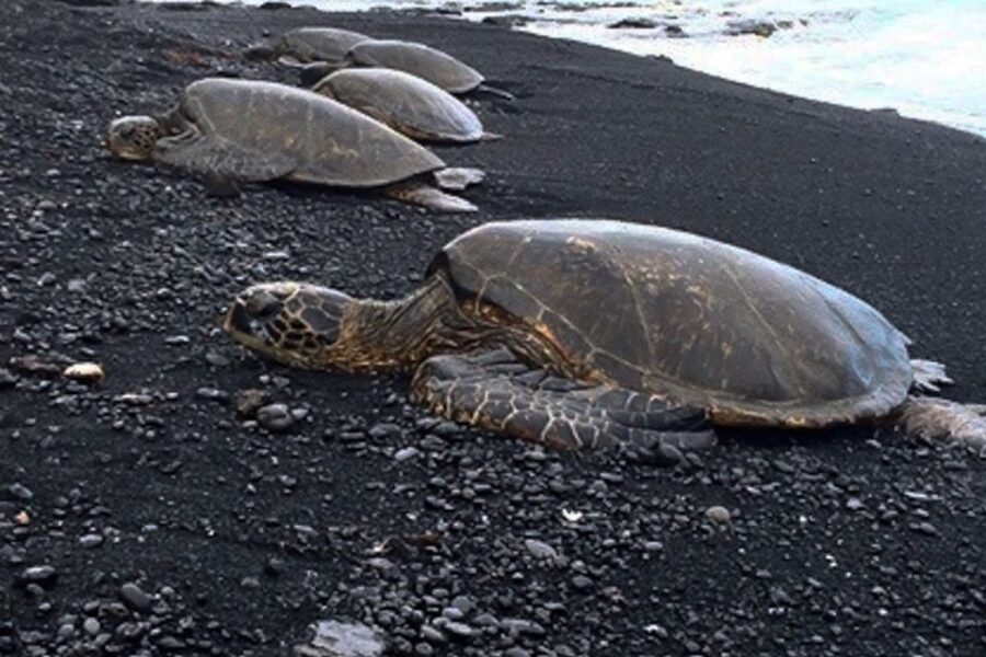 Hilo: Sea Turtle Lagoon and Black Sand Beach Snorkel - The Itinerary in Detail