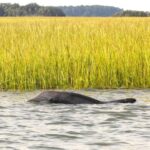 Hilton Head: 2 Hour Private Dolphin Tour - Who Will Love This Tour?