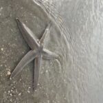 Hilton Head: Guided Disappearing Island Tour by Mini Boat - Key Points