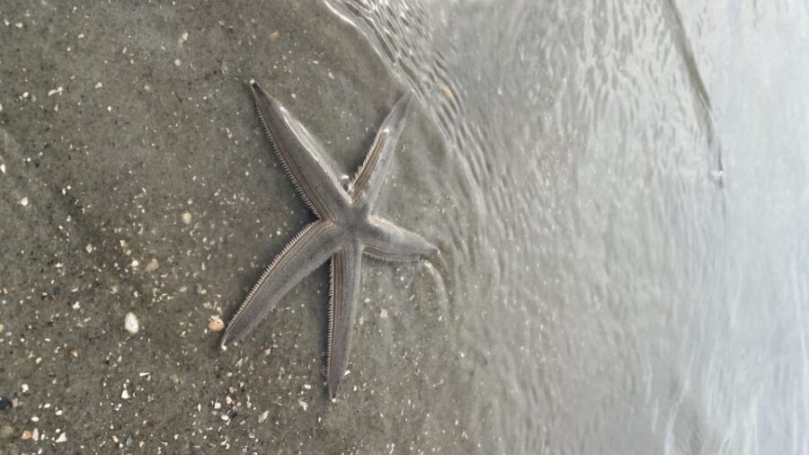 Hilton Head: Guided Disappearing Island Tour by Mini Boat - Key Points