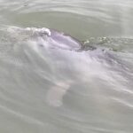 Hilton Head Island: 90-Minute Dolphin & Nature Tour - Comfort, Safety, and Practicalities