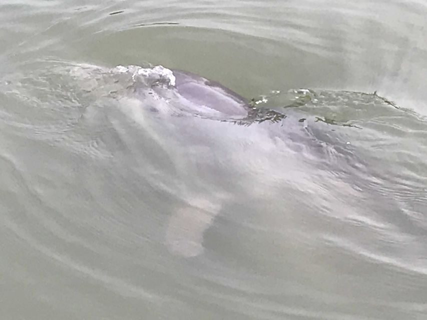Hilton Head Island: 90-Minute Dolphin & Nature Tour - Comfort, Safety, and Practicalities