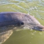 Hilton Head Island: Daytime Dolphin Watching Boat Tour - Practical Considerations and Tips