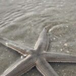 Hilton Head Island: Disappearing Island and Dolphin Tour - Authentic Reviews Highlighting the Experience