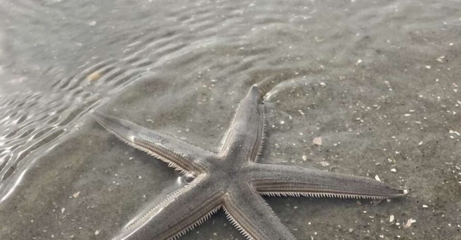 Hilton Head Island: Disappearing Island and Dolphin Tour - Authentic Reviews Highlighting the Experience