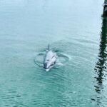 Hilton Head Island: Dolphin Cruise & Nature Tour - An In-Depth Look at the Hilton Head Dolphin & Nature Tour