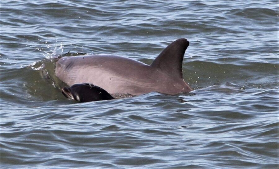 Hilton Head Island: Dolphin Watching Cruise with Donuts - The Sum Up: Is This Tour Worth It?