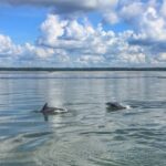 Hilton Head Island: Private Dolphin Watching Boat Tour - Detailed Dive into the Experience
