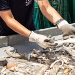 Hilton Head Island: Shrimp Trawling Boat Tour - Key Points