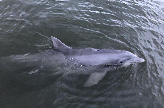 Hilton Head Vanishing Island & Beachcombing Cruise - Who Should Consider This Tour?