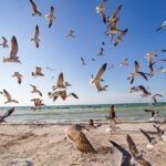 Holbox, all its beauty in 1 day (round trip, lunch and guided visit included) - Practical Considerations