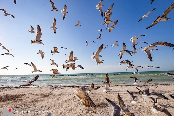 Holbox, all its beauty in 1 day (round trip, lunch and guided visit included) - Practical Considerations