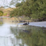 Holbox: Guided Sunrise/Sunset Kayak Tour by Mangrove Reserve - The Value of This Tour