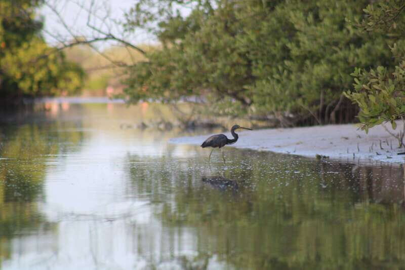 Holbox: Guided Sunrise/Sunset Kayak Tour by Mangrove Reserve - The Value of This Tour