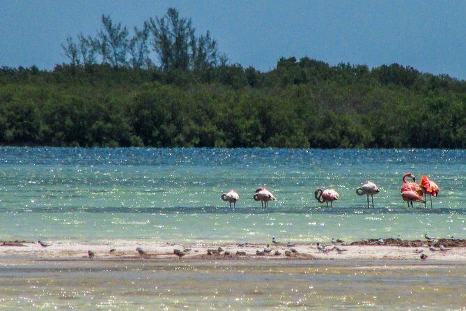 Holbox Island Tour departure from Cancun - Authentic Insights and Practical Tips