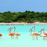 Holbox plus Island Magic by boat Tour from Cancun - What Travelers Say
