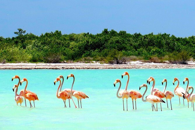 Holbox plus Island Magic by boat Tour from Cancun - What Travelers Say