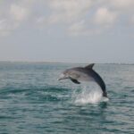 Holbox: Three Islands Tour - Visiting Isla Pajaros and Isla Pasión