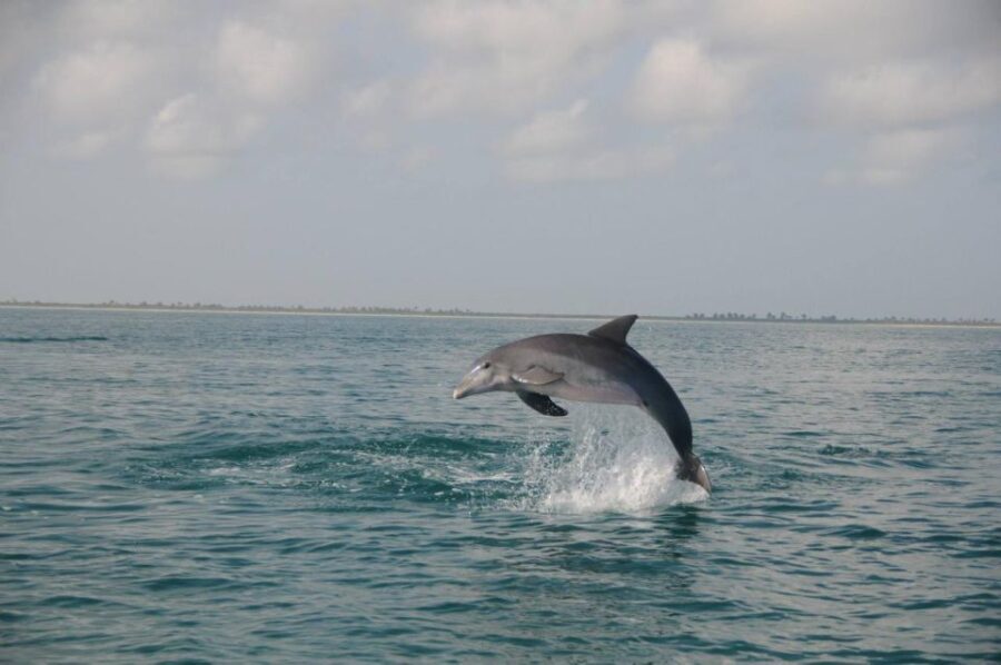 Holbox: Three Islands Tour - Visiting Isla Pajaros and Isla Pasión