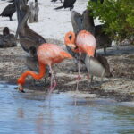 Holbox: Yalahau, Passion Island and Punta Mosquito Boat Tour - The Best Fit for This Tour