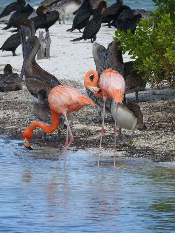 Holbox: Yalahau, Passion Island and Punta Mosquito Boat Tour - The Best Fit for This Tour
