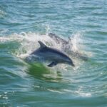 Holiday, FL: Anclote Key Preserve Private Boat Tour - What to Expect from the Tour