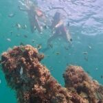 Hollywood Snorkel, Kayak & Paddleboard with Reefs and Sculptures - Practical Tips for Future Participants