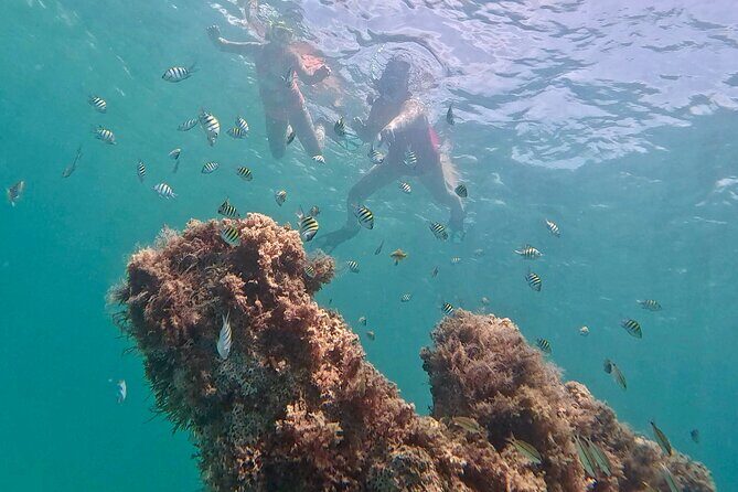 Hollywood Snorkel, Kayak & Paddleboard with Reefs and Sculptures - Practical Tips for Future Participants