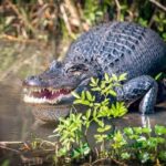 Honey Island Swamp and Bayou Boat Tour with Transportation - FAQ