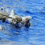 Honokohau: Kona Snorkel and Sail with Drinks and Snacks - The Itinerary: What to Expect