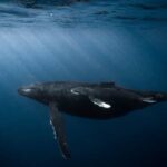 Honolulu: Discover Scuba Diving Experience - The Value of This Experience