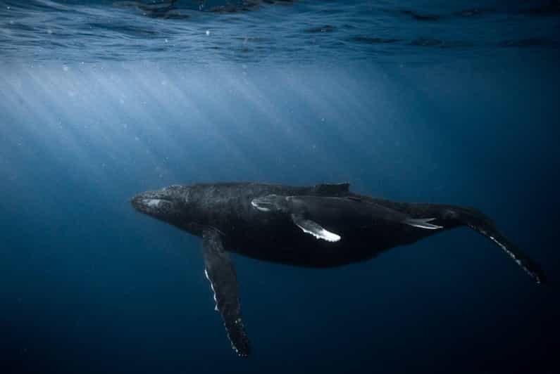Honolulu: Discover Scuba Diving Experience - The Value of This Experience