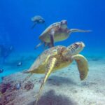 Honolulu: Sunset Snorkeling and Fireworks Cruise - Is It Worth the Price?