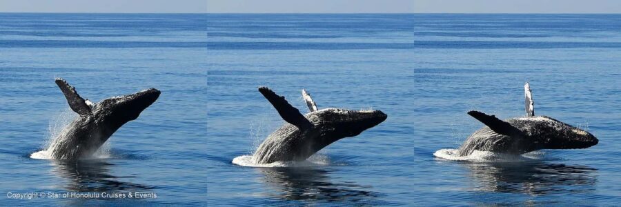Honolulu: Whale Watching Cruise with Breakfast - Breakfast and Refreshments on Board