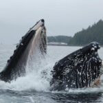 Hoonah: Whale Watching Cruise - The Scenery and Wildlife Encounters