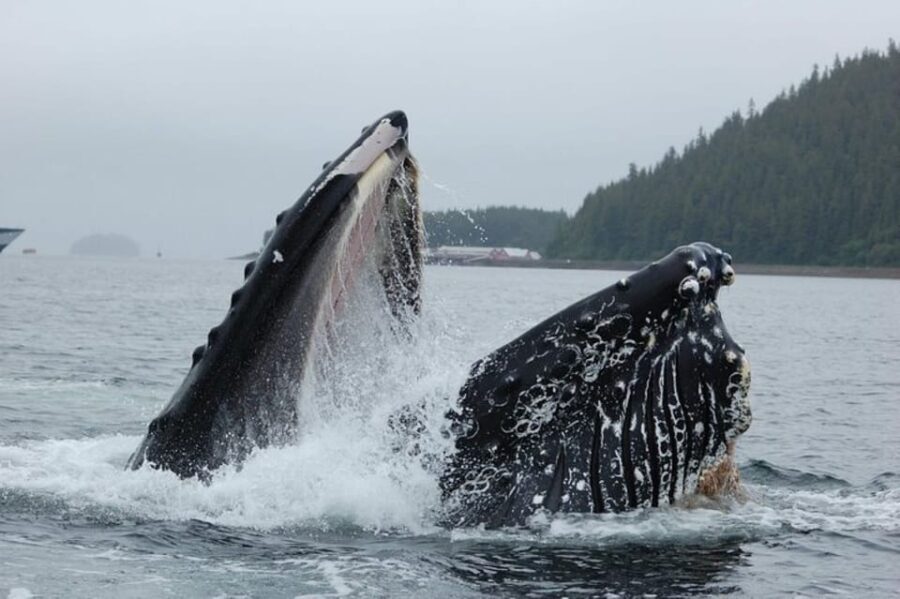 Hoonah: Whale Watching Cruise - The Scenery and Wildlife Encounters