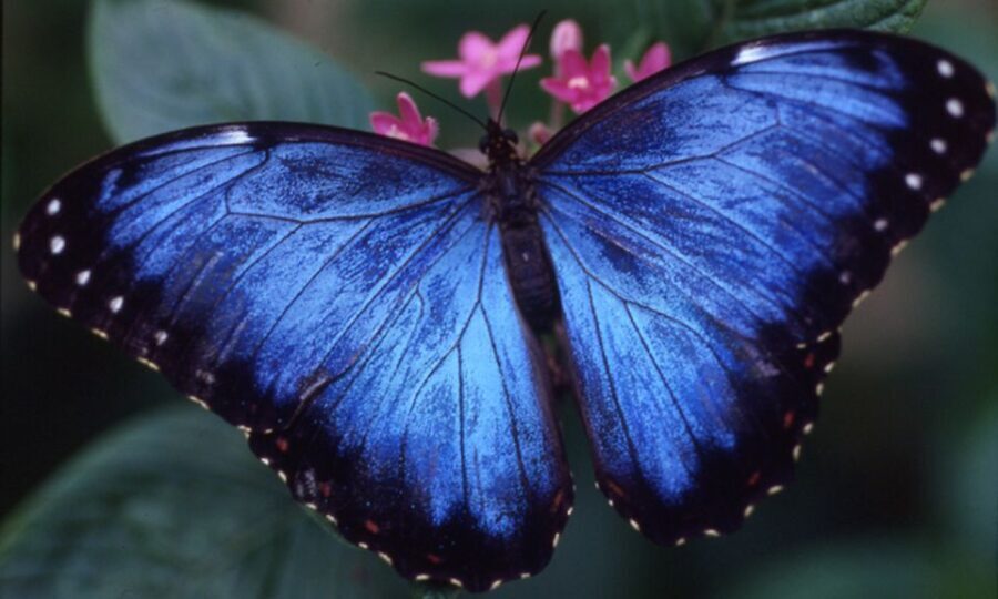 Houston Museum of Natural Science: Cockrell Butterfly Center - Inside the Butterfly Habitat