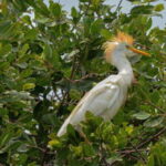 Huatulco: Ecotour with Crocodiles & migrating birds - Why This Tour Works for the Right Traveler