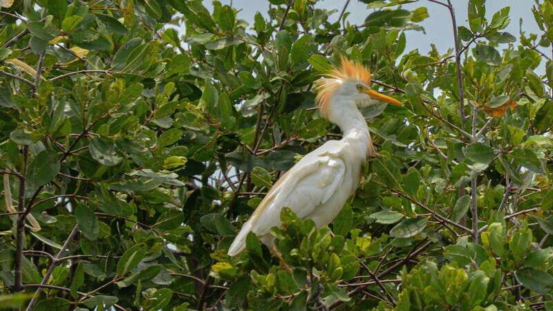 Huatulco: Ecotour with Crocodiles & migrating birds - Why This Tour Works for the Right Traveler