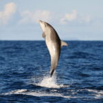 Huatulco: Sunrise Dolphin Watching with Beach Visit - Analyzing the Value