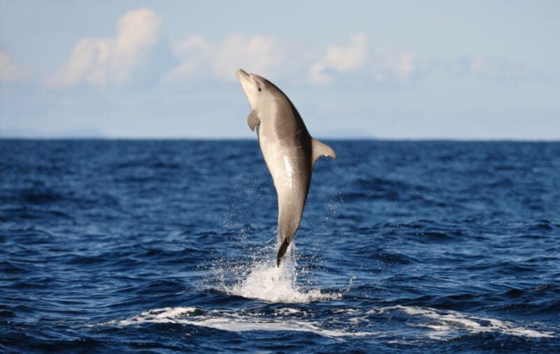 Huatulco: Sunrise Dolphin Watching with Beach Visit - Analyzing the Value